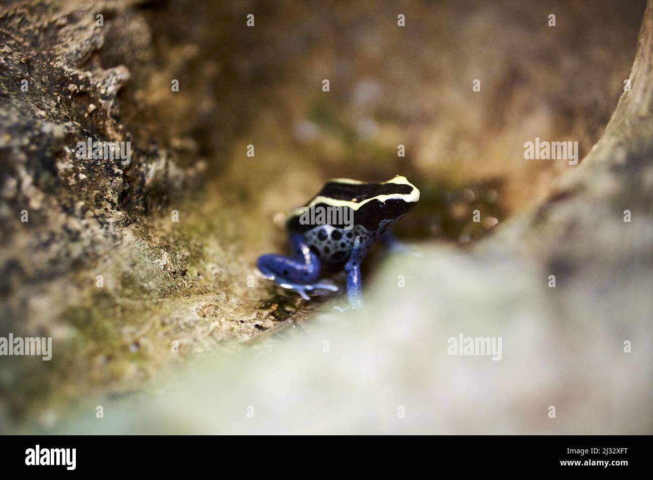 A closeup of a blue spotted poison dart frog Stock Photo - Alamy