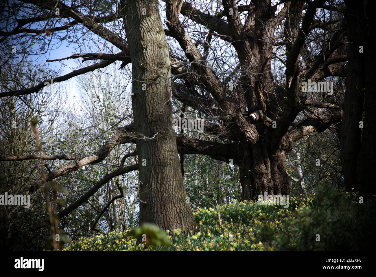 Spring Landscape at Warley Place Nature Reserve, Warley Road, Brentwood ...