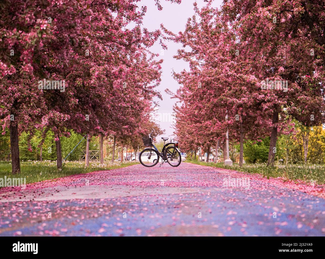 A bicycle among the branches of blooming trees and on the bike path. The arrival of spring and ...