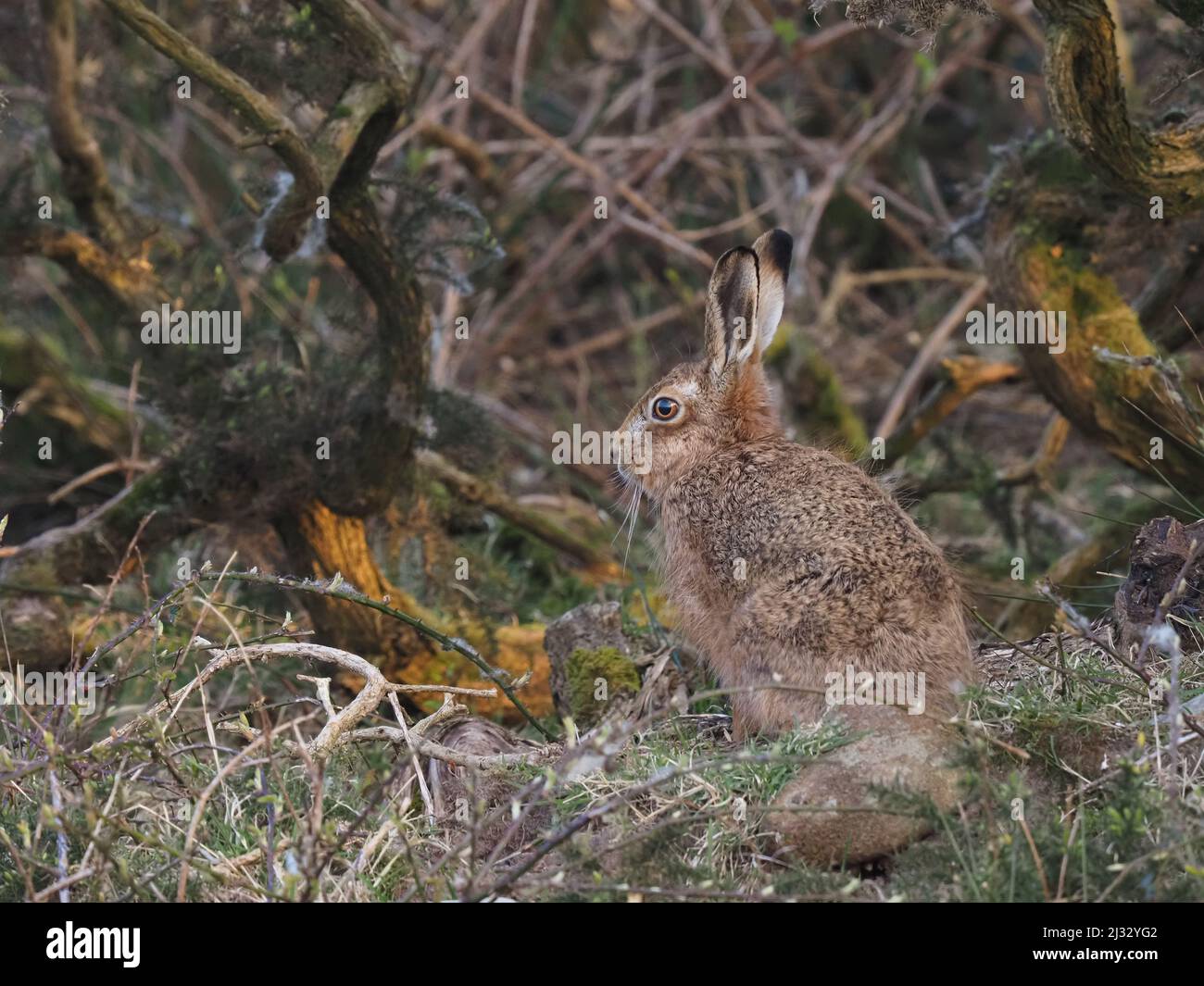 Islay is full of brown hares on the grassland and adjoining moorland ...