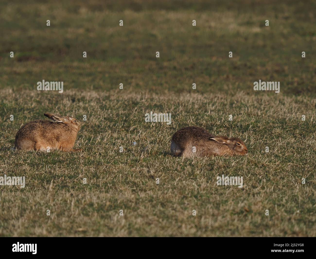 Islay is full of brown hares on the grassland and adjoining moorland ...