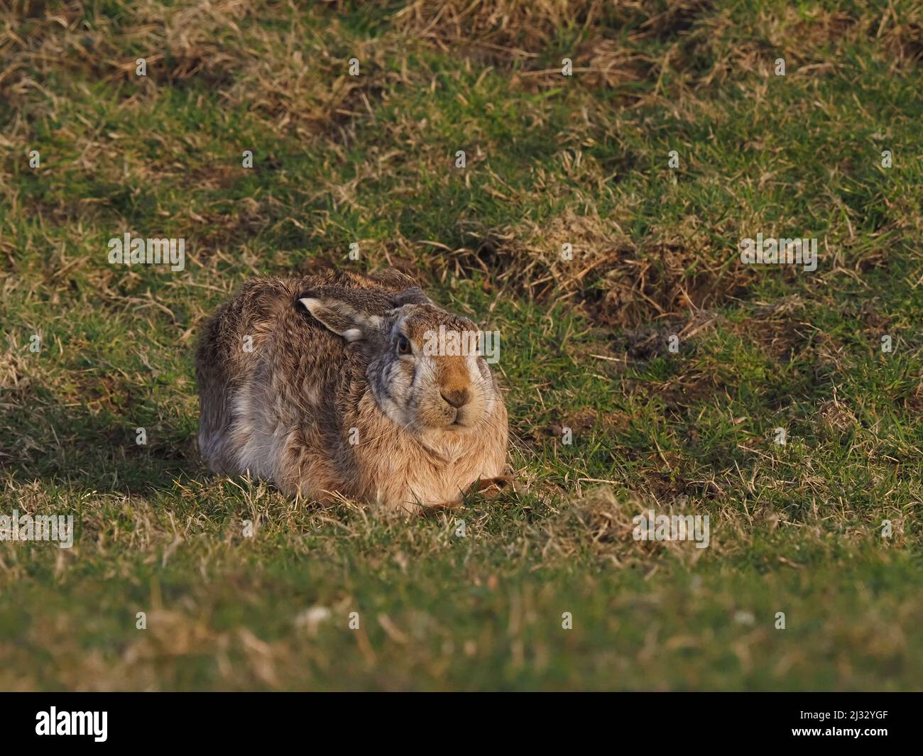 Form breeding groups hi-res stock photography and images - Alamy