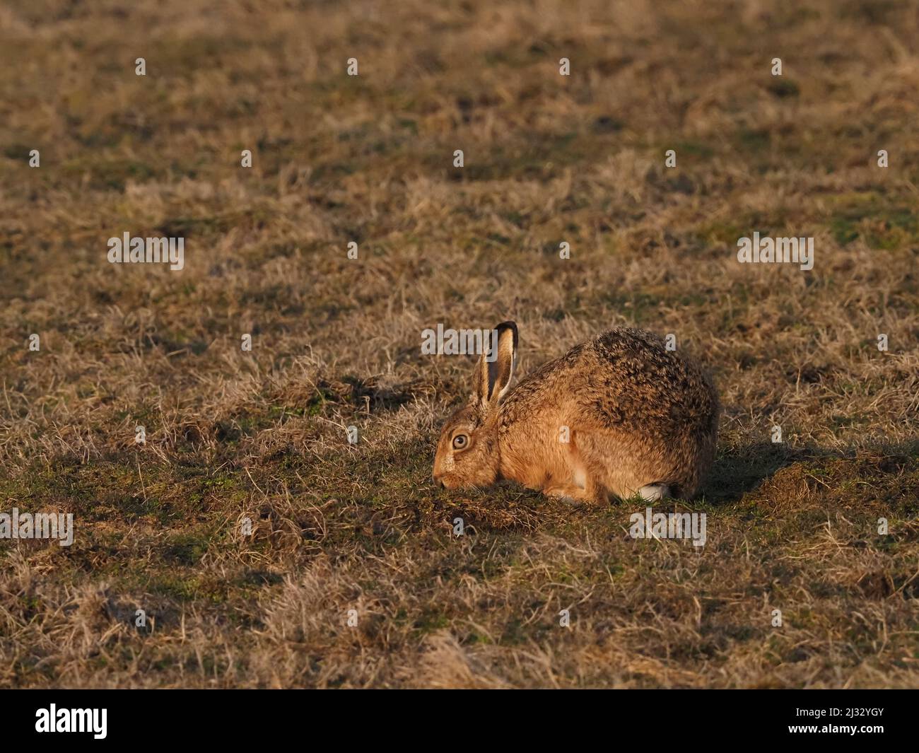 Islay is full of brown hares on the grassland and adjoining moorland ...