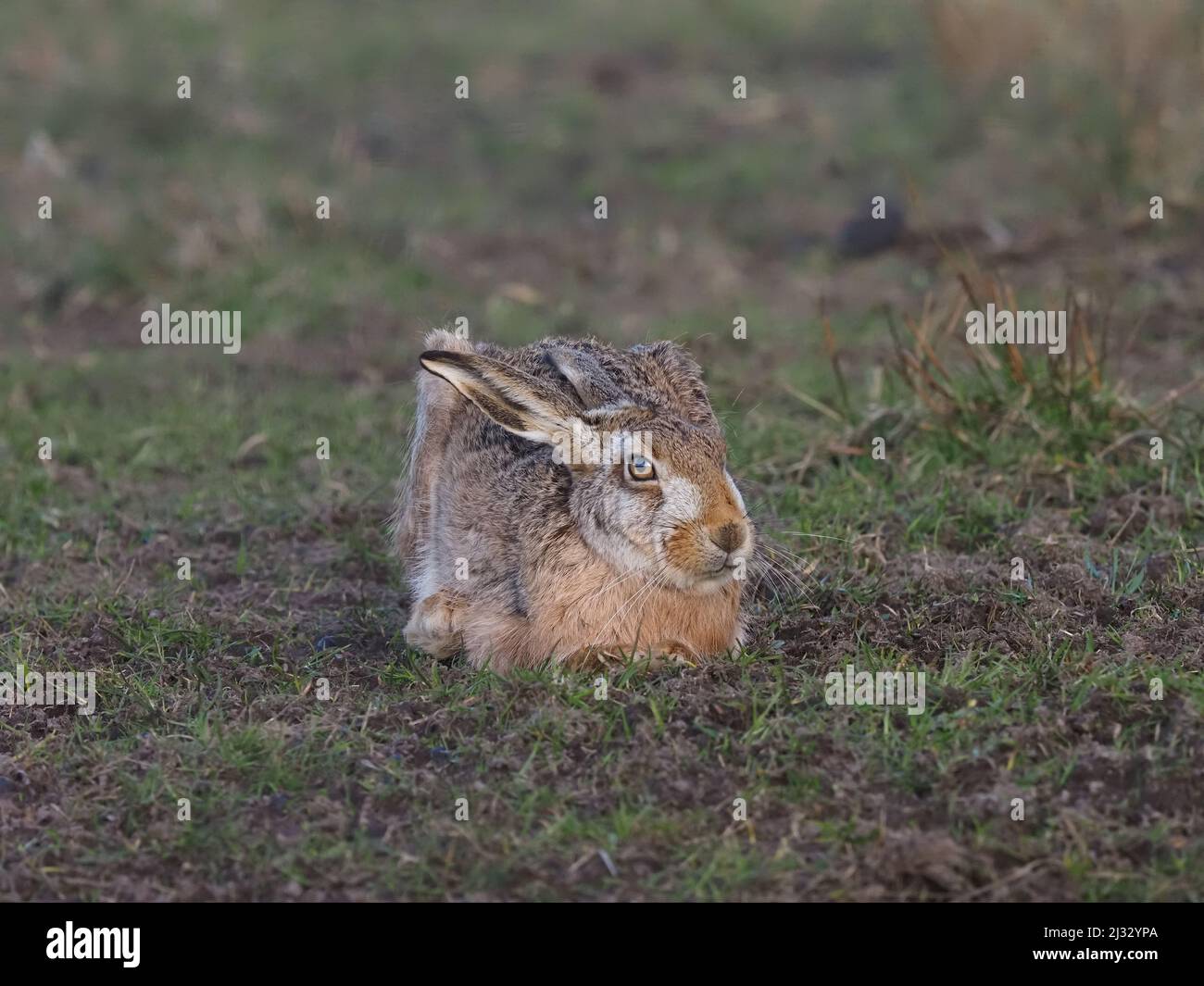 Islay is full of brown hares on the grassland and adjoining moorland ...
