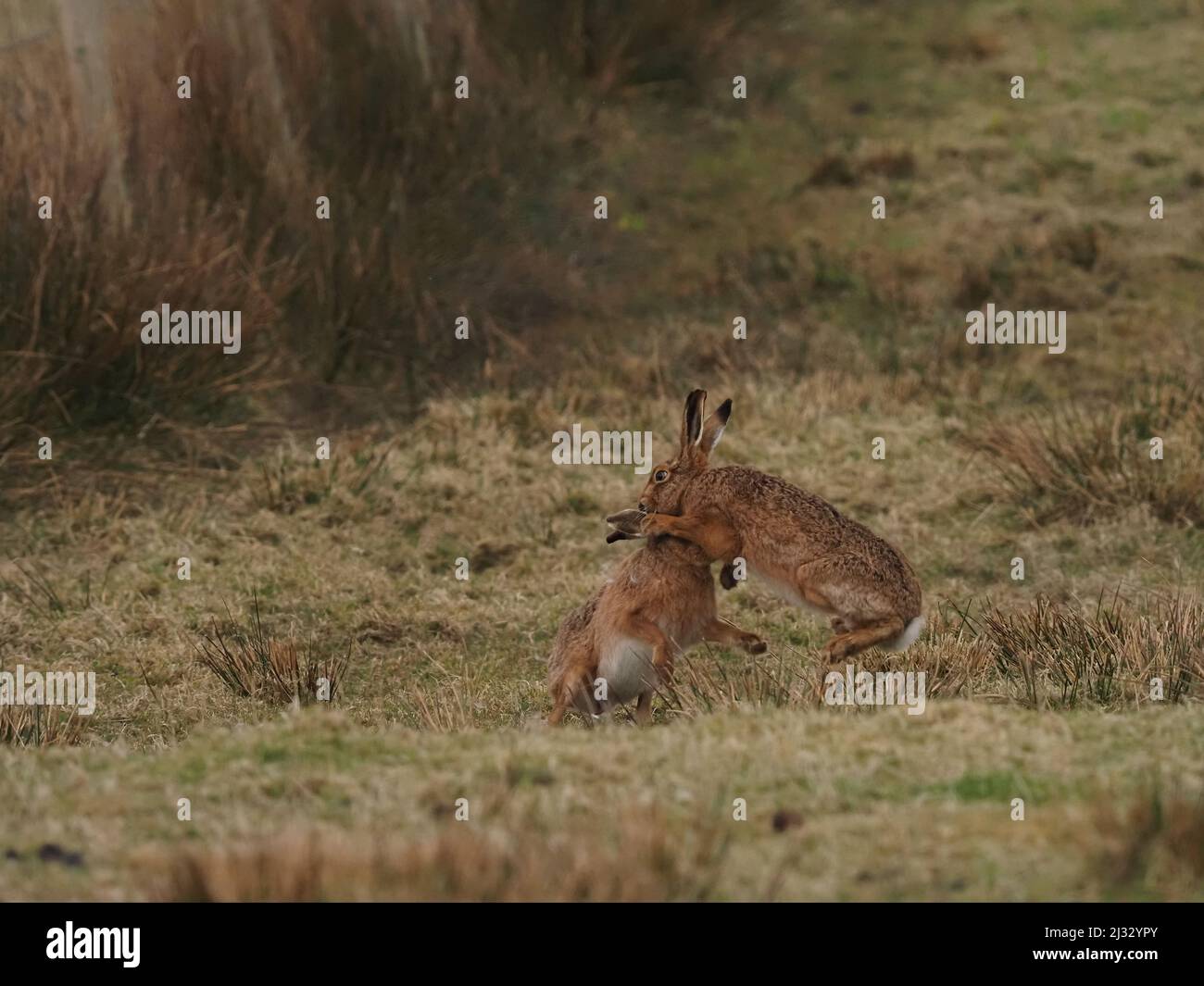 Islay is full of brown hares on the grassland and adjoining moorland ...