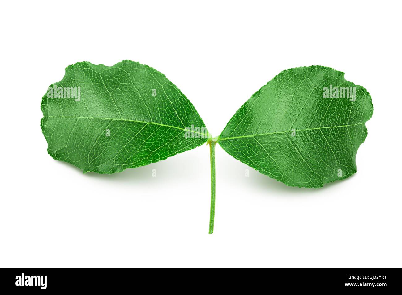 Fresh carob leaves isolated on white background with clipping path ...