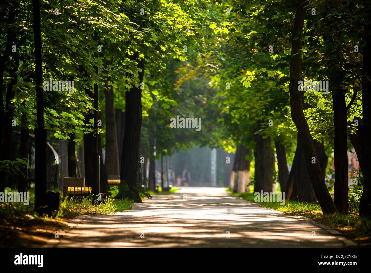 Little road through row of trees in a park Stock Photo - Alamy