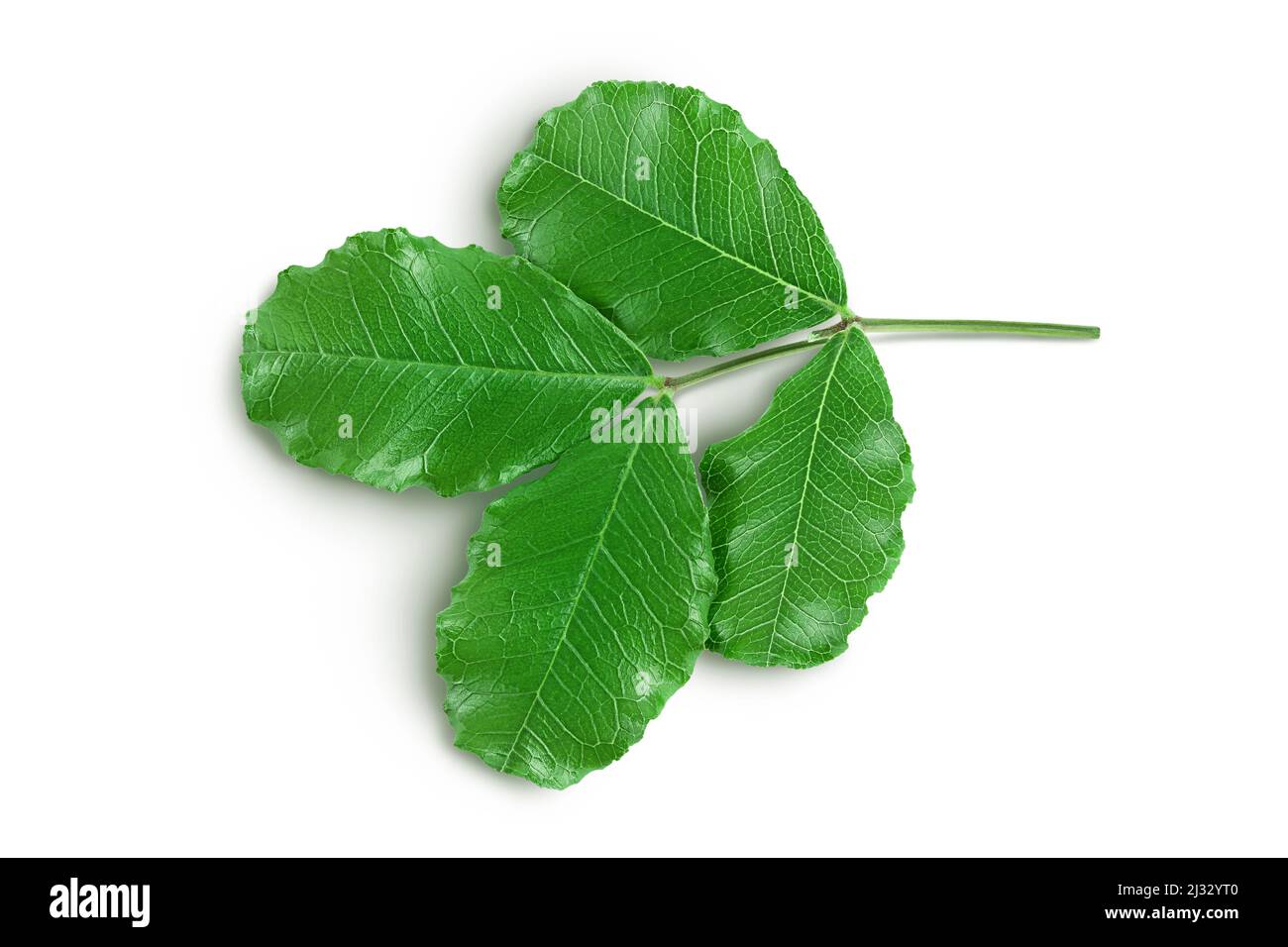 Fresh carob leaves isolated on white background with clipping path. Top ...