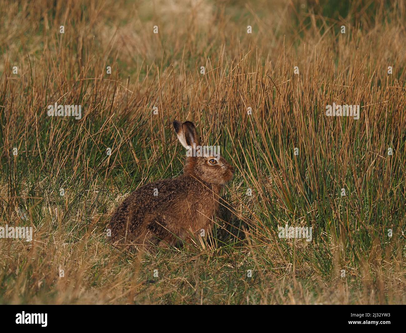 Hares form hi-res stock photography and images - Alamy