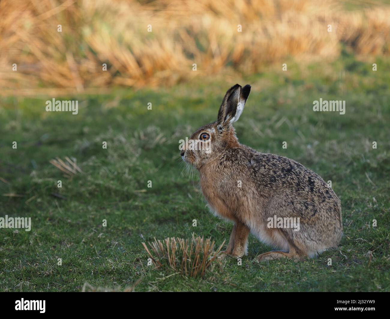 Islay is full of brown hares on the grassland and adjoining moorland ...