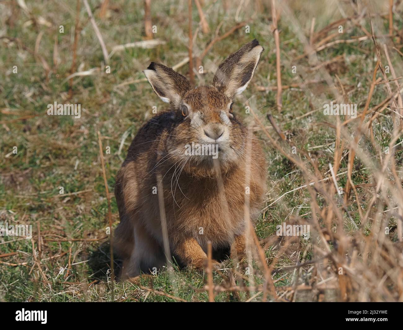 Hares form hi-res stock photography and images - Alamy