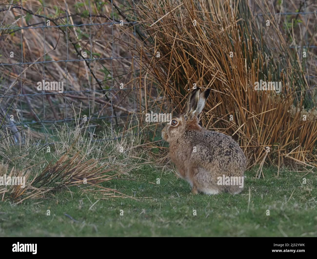 Hares form hi-res stock photography and images - Alamy