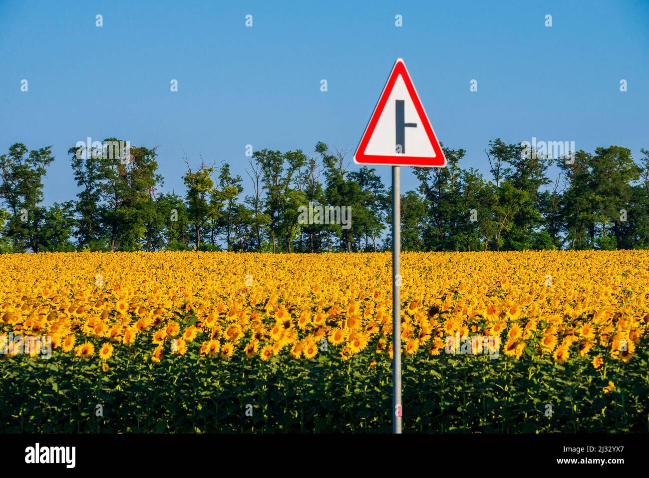 Secondary road to main road connection sign on sunflower field ...