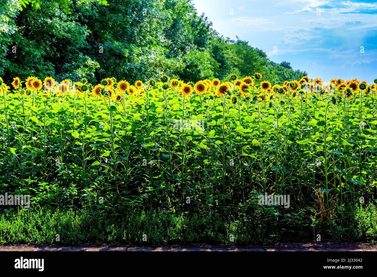 Some sunflowers on the field. Agriculture concept Stock Photo - Alamy