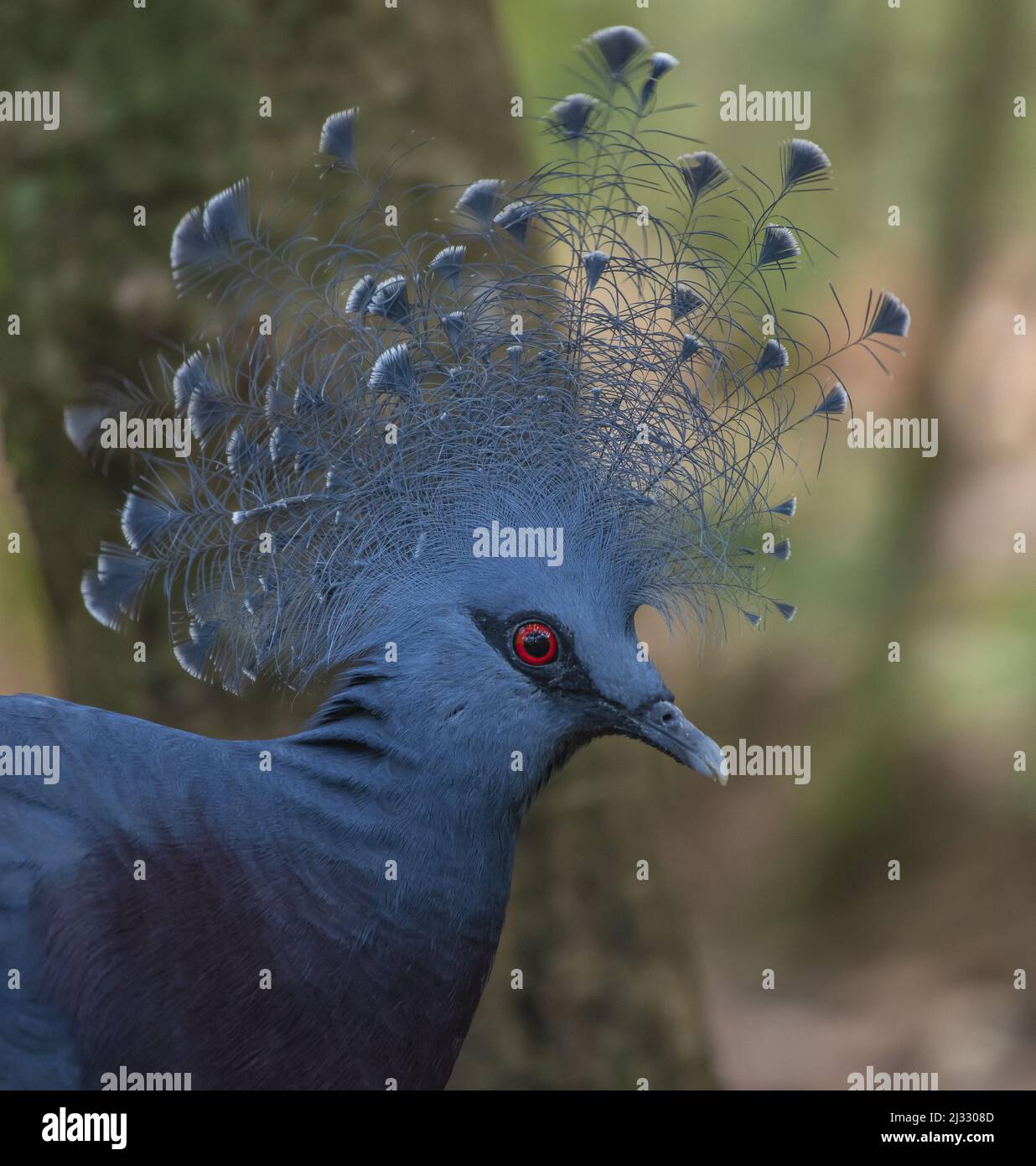 A vertical closeup of the western crowned pigeon, Goura cristata Stock ...