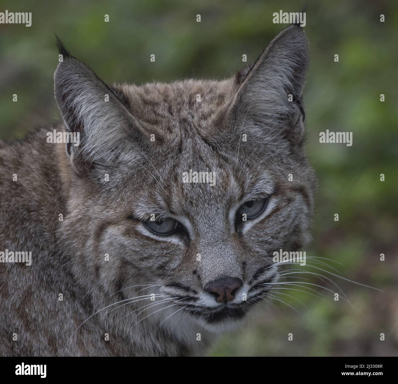 A closeup of the bobcat, Lynx rufus, also known as the red lynx Stock ...