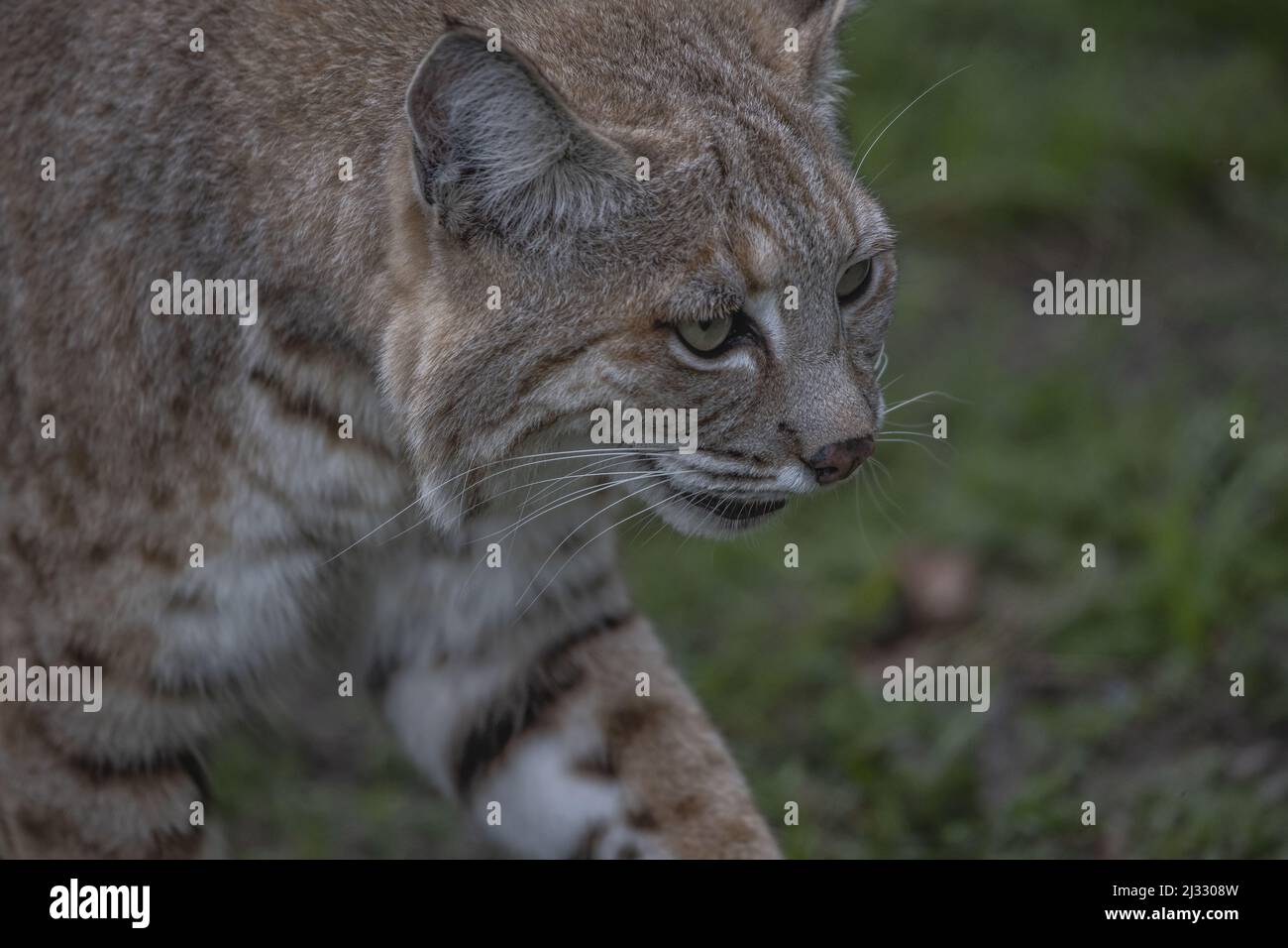 Also known as the red lynx hi-res stock photography and images - Alamy