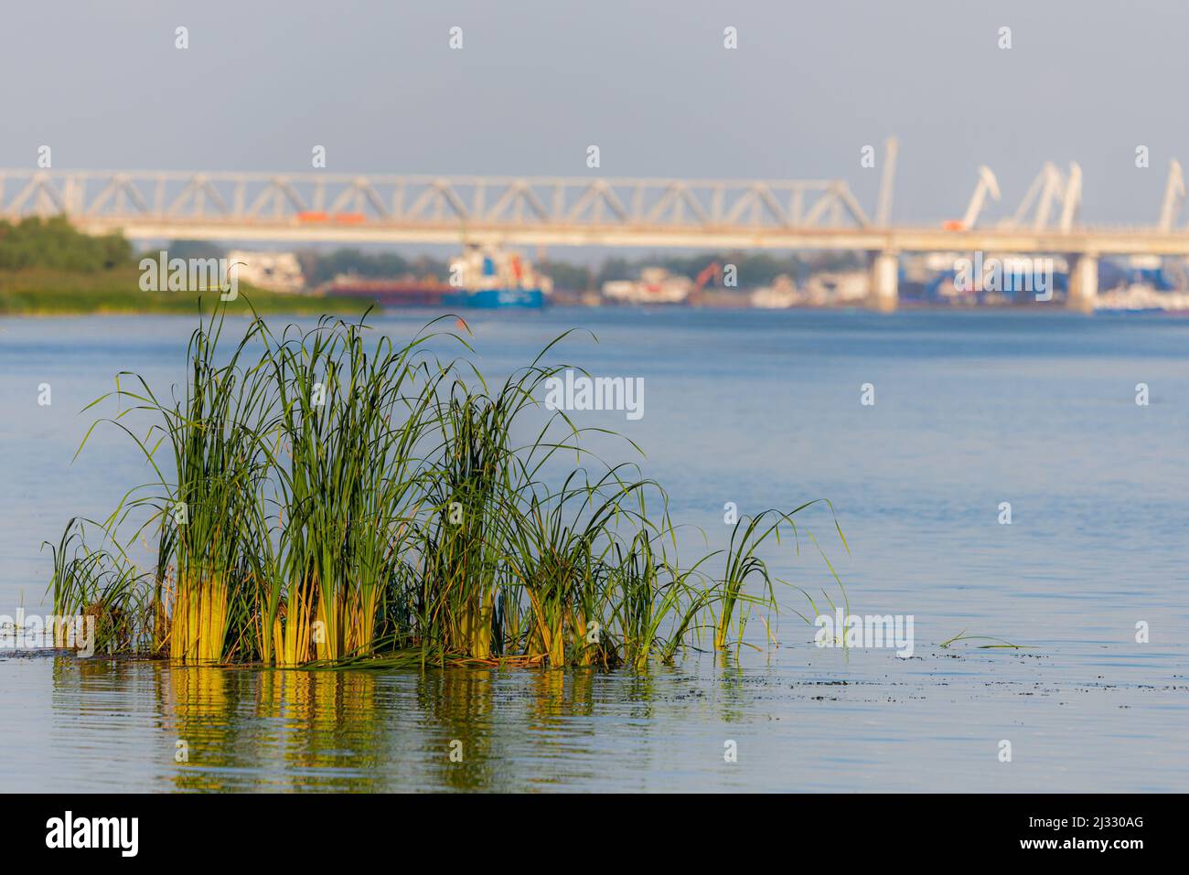 Close up of a clump of blooming grass-like sedge Carex n. Reichard ...