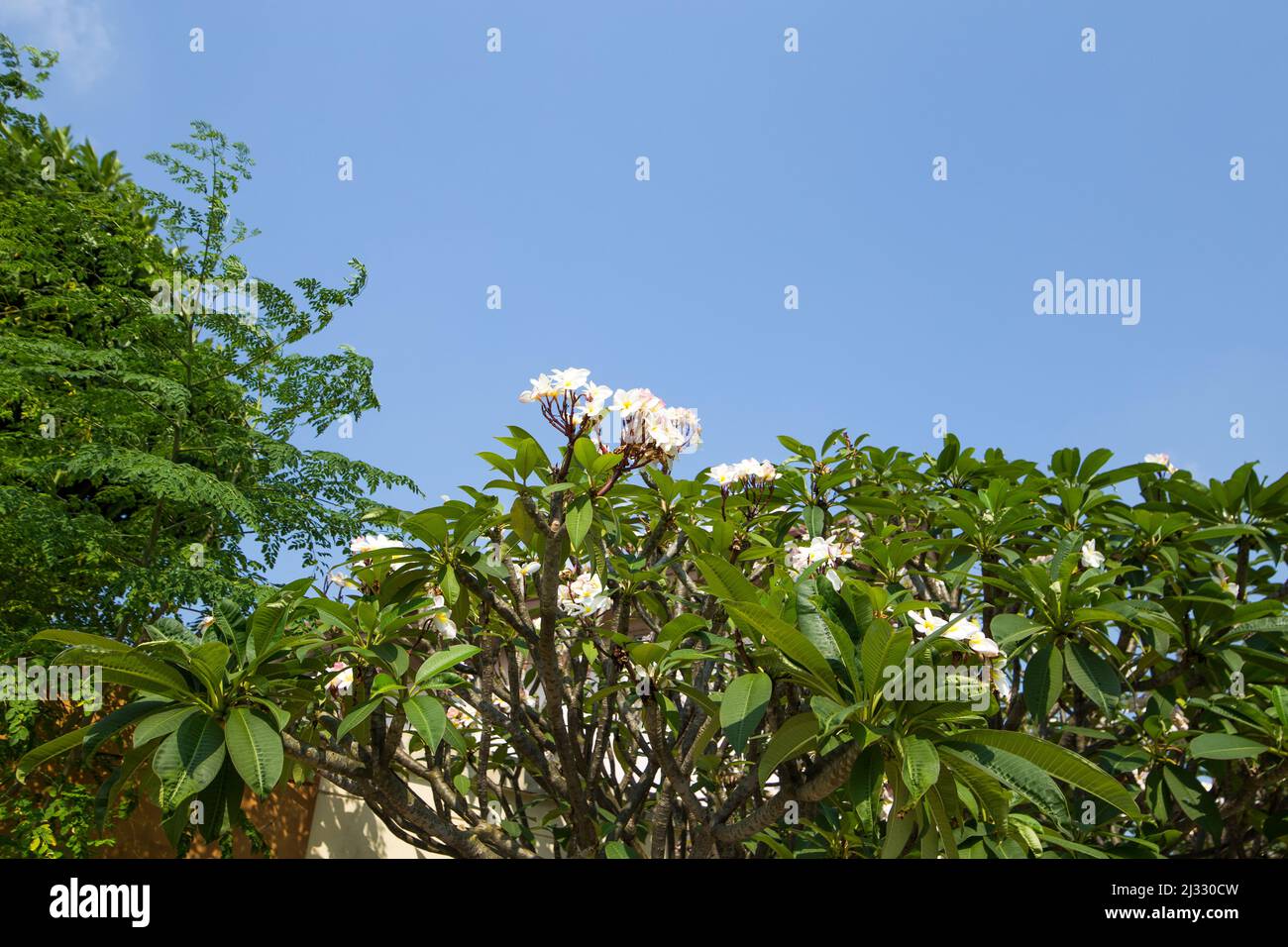 White plumeria on the plumeria tree Stock Photo - Alamy