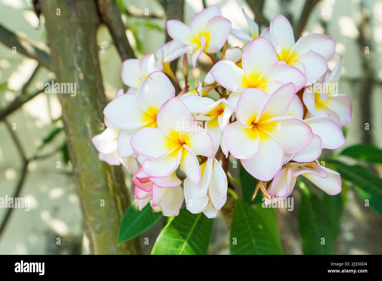 White plumeria on the plumeria tree Stock Photo - Alamy