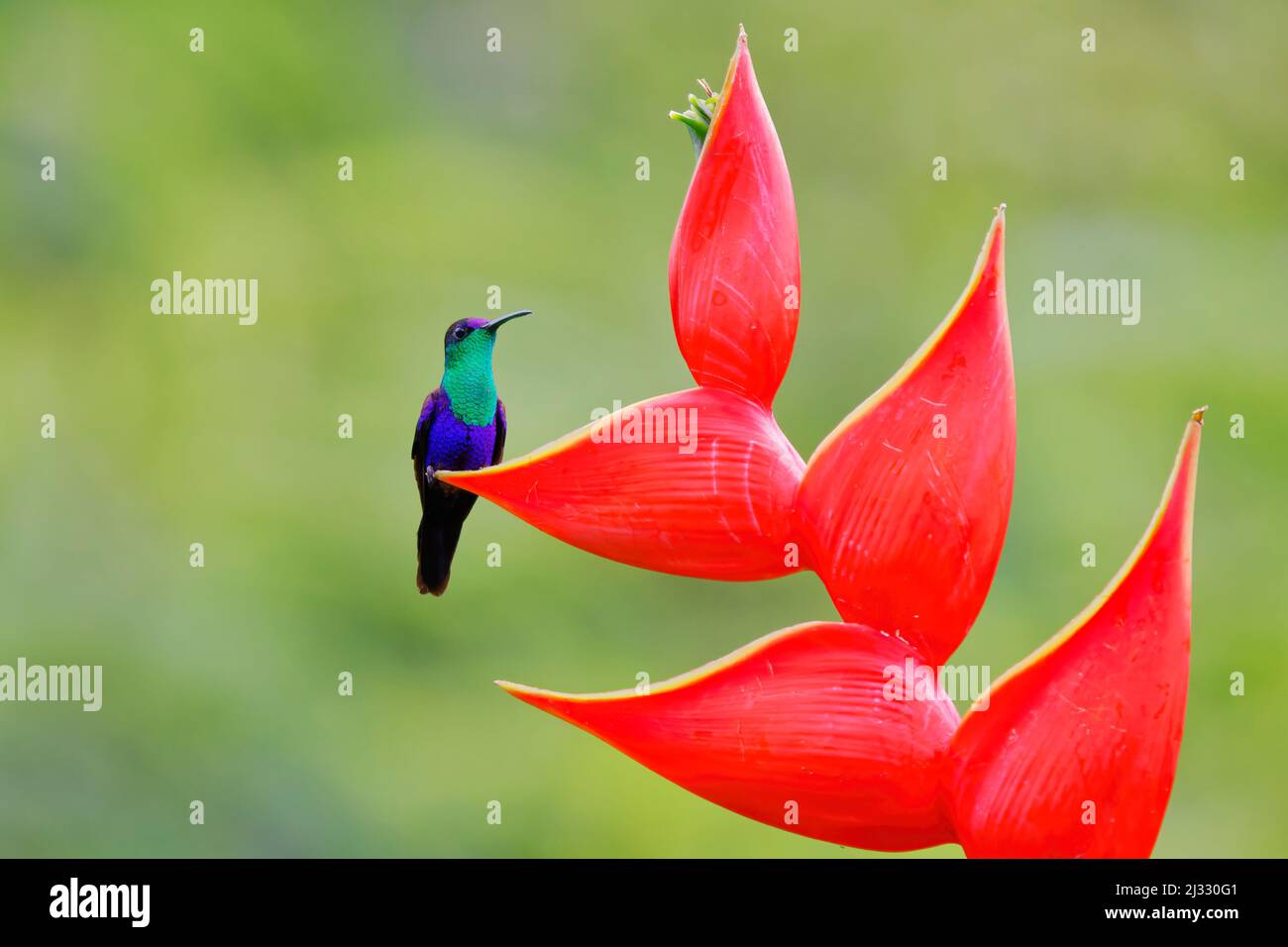 Heliconia costa rica hi-res stock photography and images - Alamy