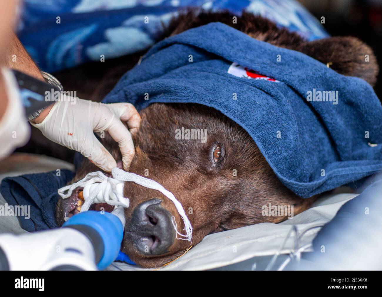 Stuer, Germany. 05th Apr, 2022. The 28-year-old bear Mascha lies ...