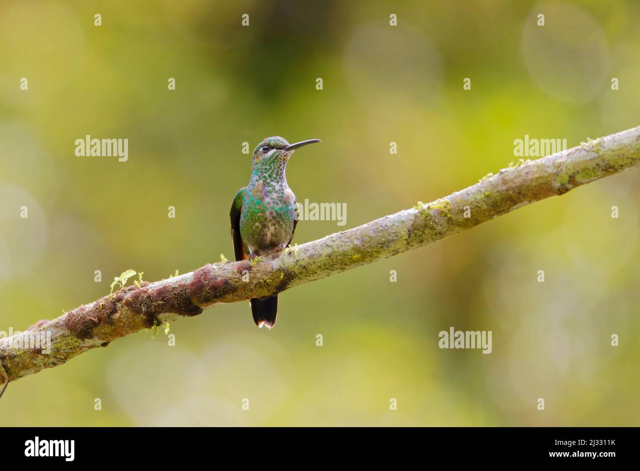 Green crowned brilliant hummingbird hi-res stock photography and images ...
