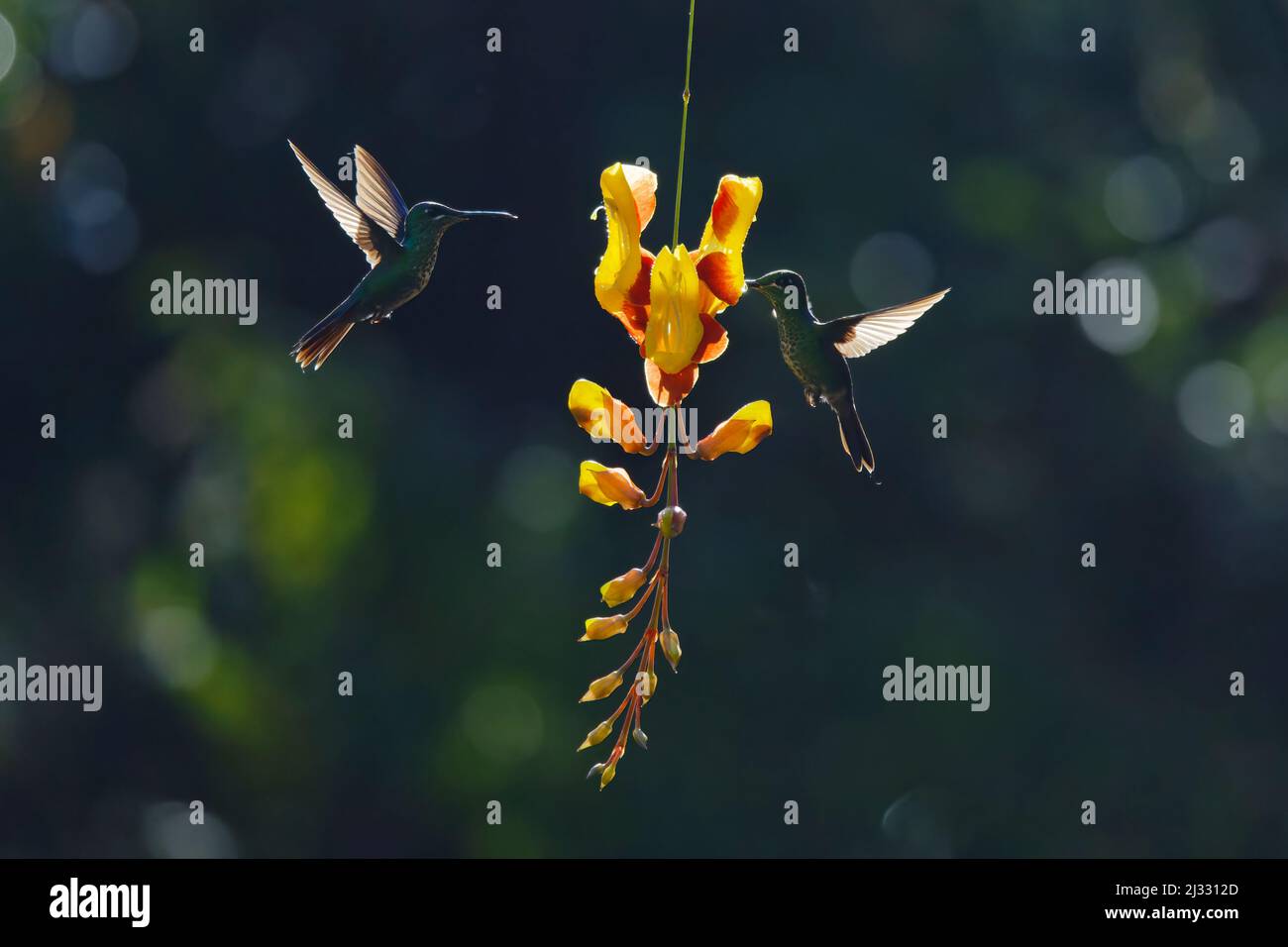 Green Crowned Brilliant Hummingbird - in flight backlit Heliodoxa ...