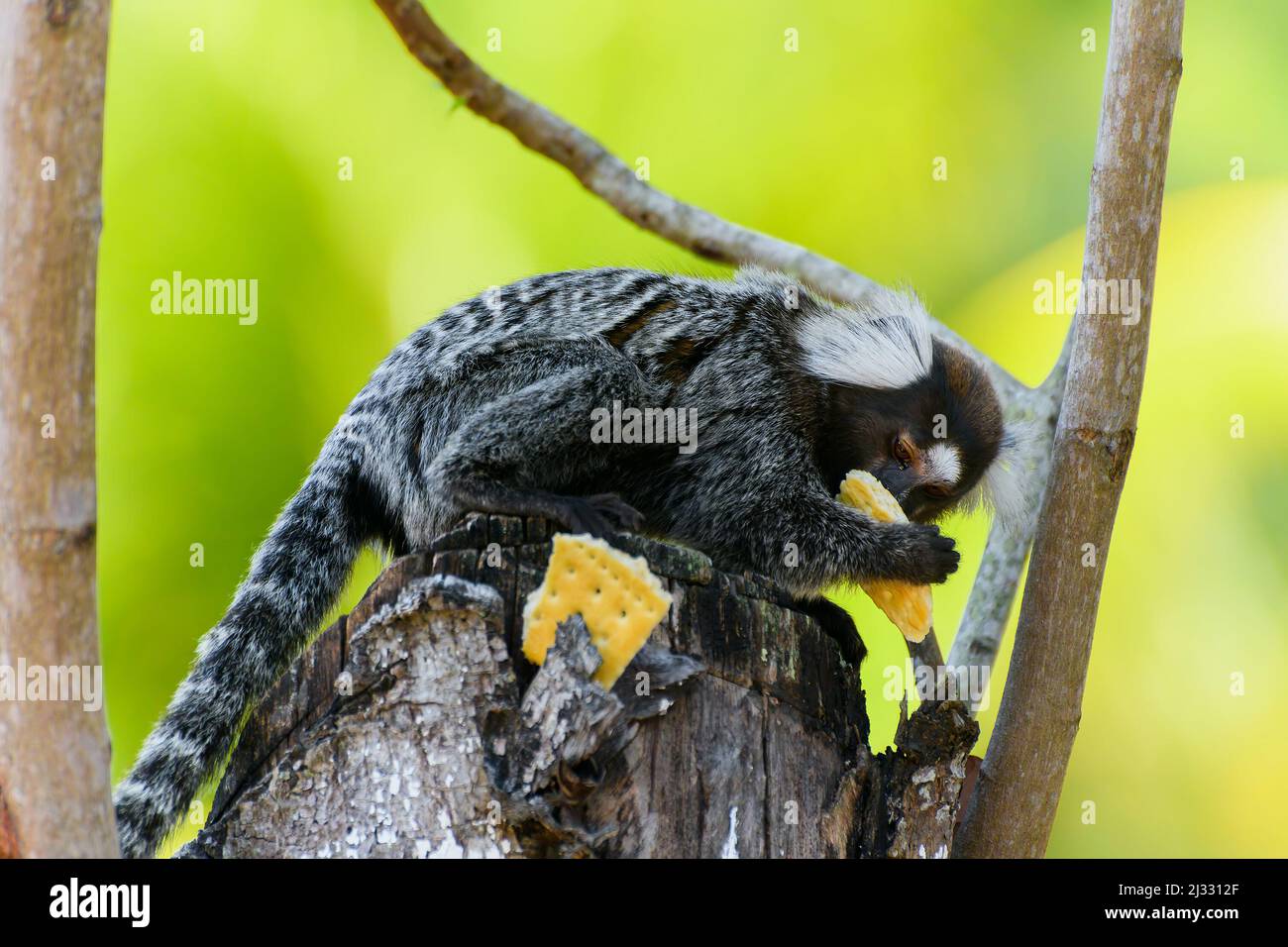 Wild marmoset on a tree trunk eating a water cracker, of a tourist area ...