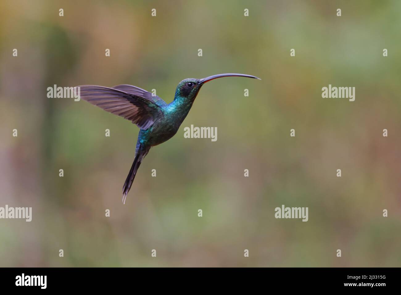 Green Hermit Hummingbird - in flight Phaethornis guy Alajuela, Costa ...