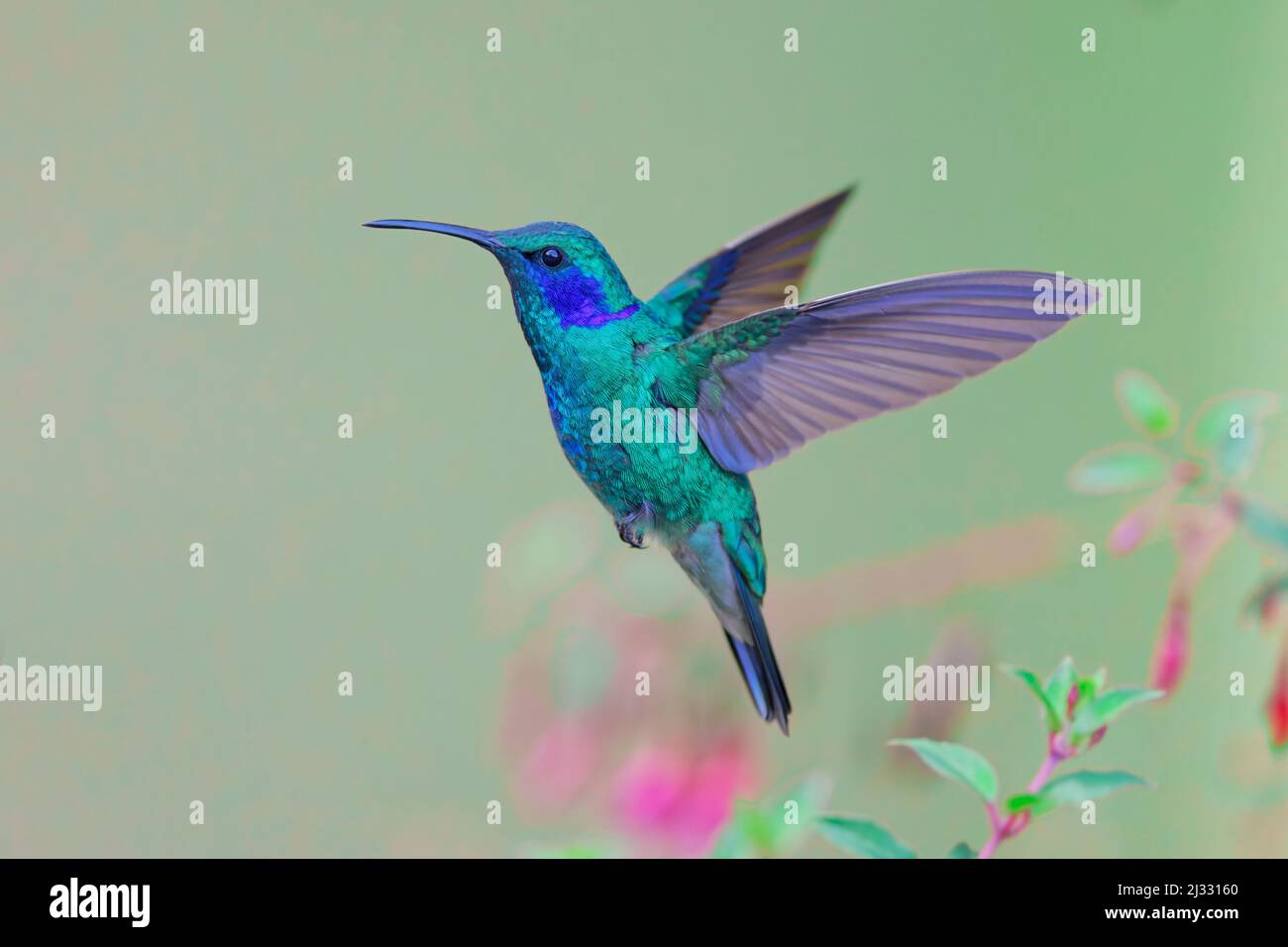 Colibrí de américa central hi-res stock photography and images - Alamy