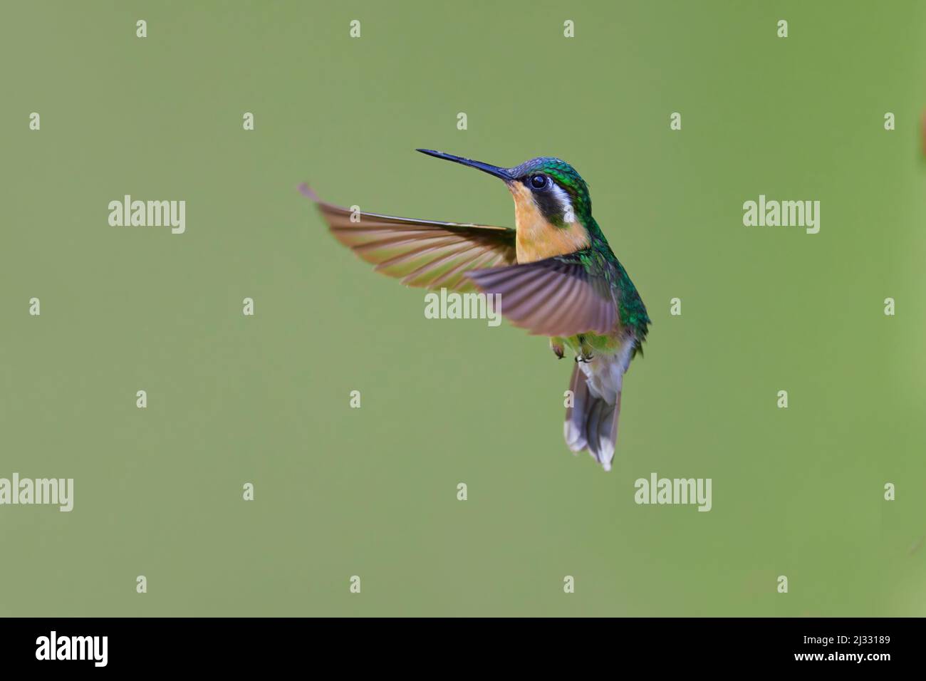 Grey-tailed Mountain-gem Hummingbird in flight Lampornis cinereicauda ...