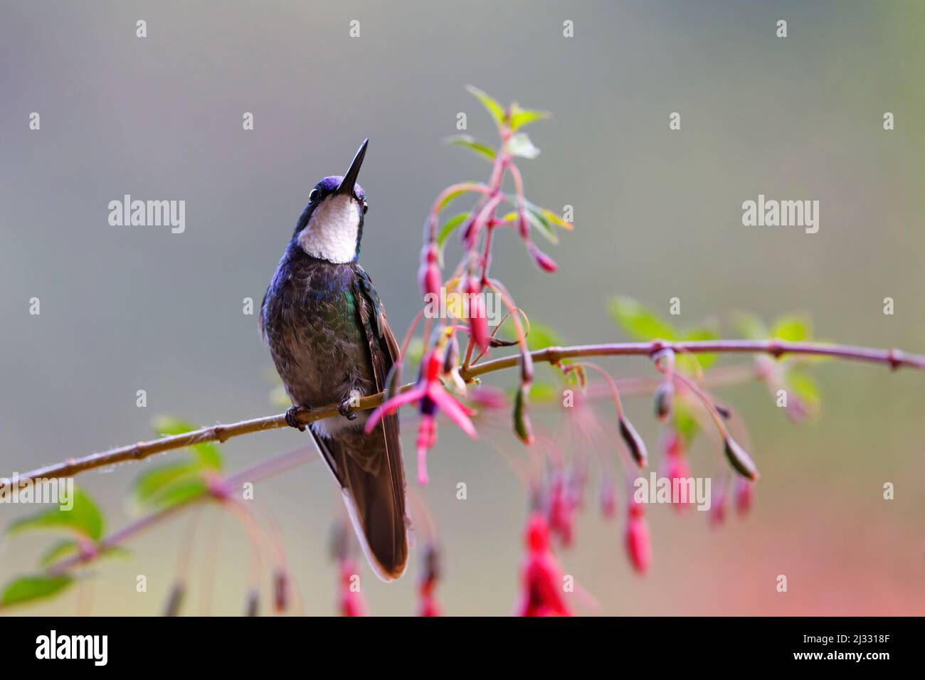 Grey-tailed Mountain-gem Hummingbird perched Lampornis cinereicauda San ...