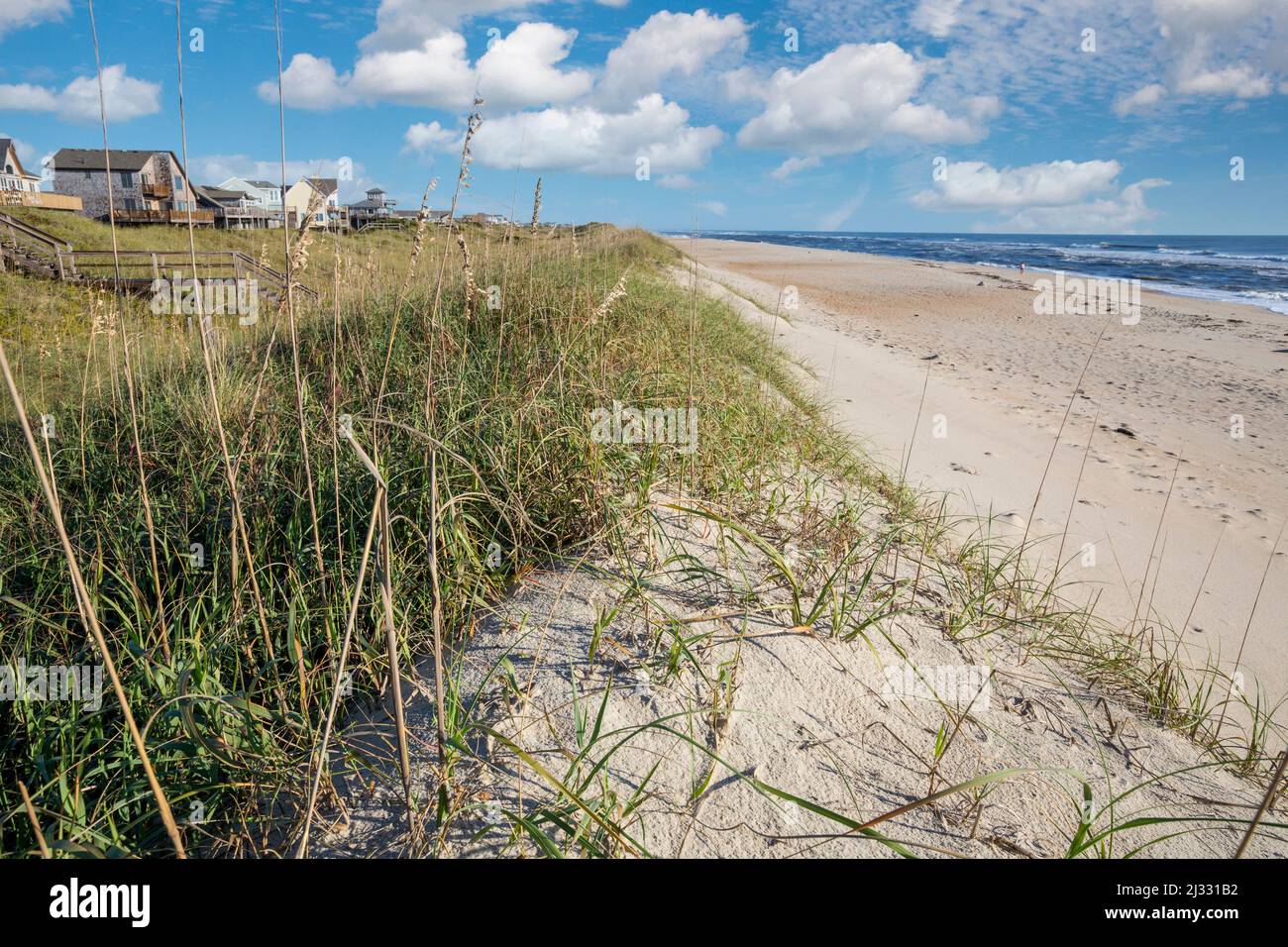 Outer Banks, North Carolina. Sea Oats (Uniola Paniculata) and other ...