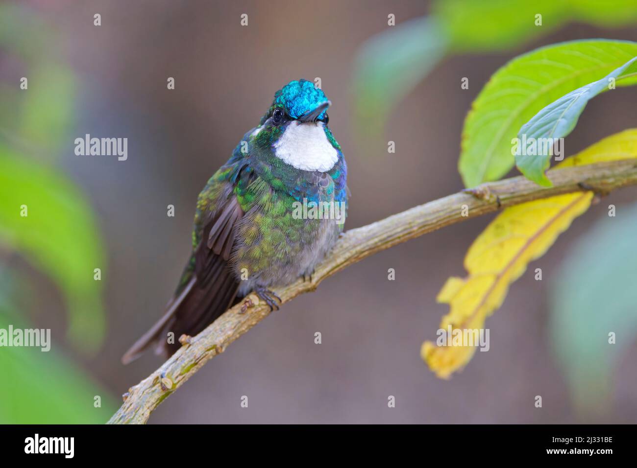 Grey-tailed Mountain-gem Hummingbird perched Lampornis cinereicauda San ...