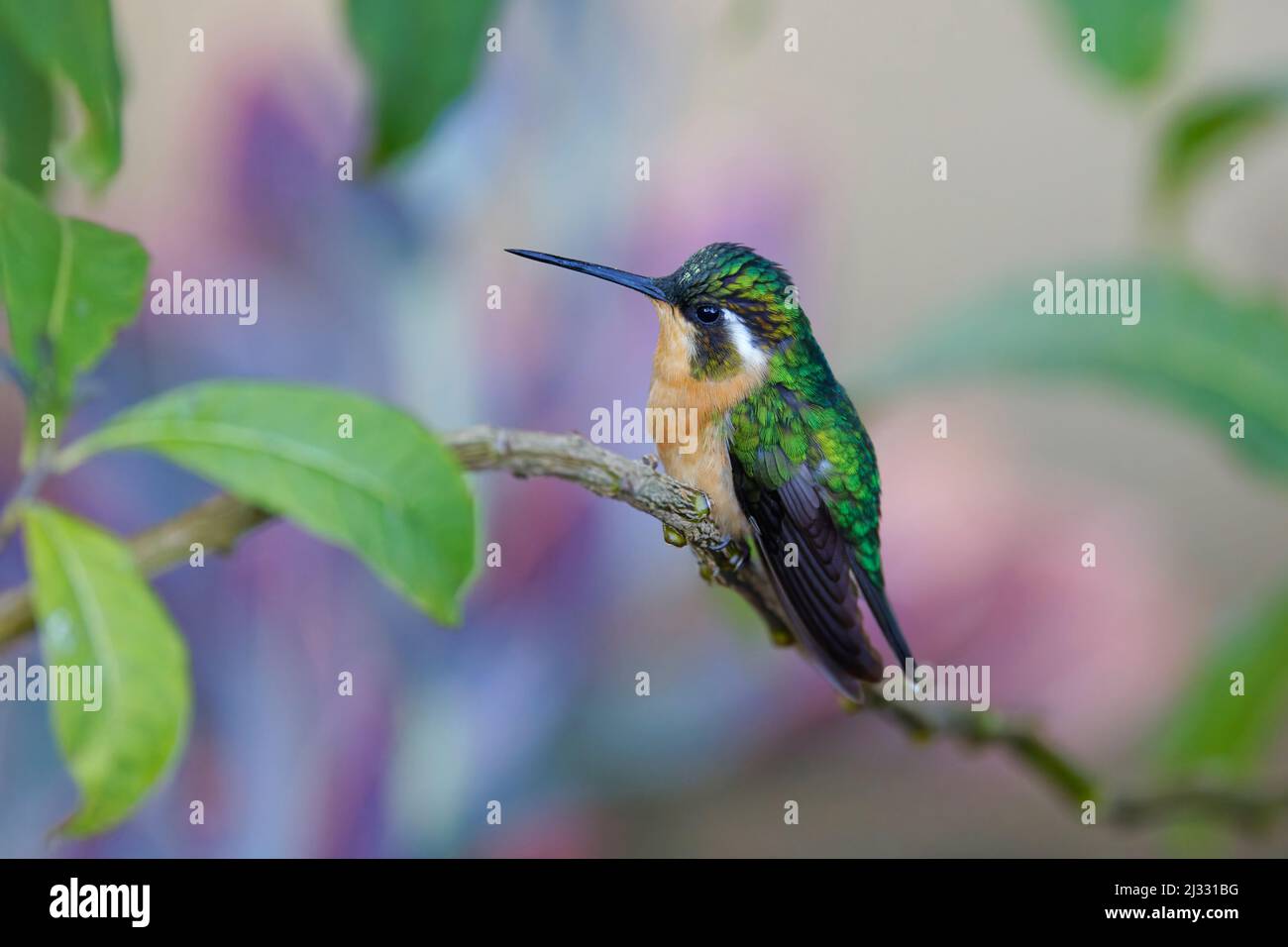 Grey-tailed Mountain-gem Hummingbird perched Lampornis cinereicauda San ...