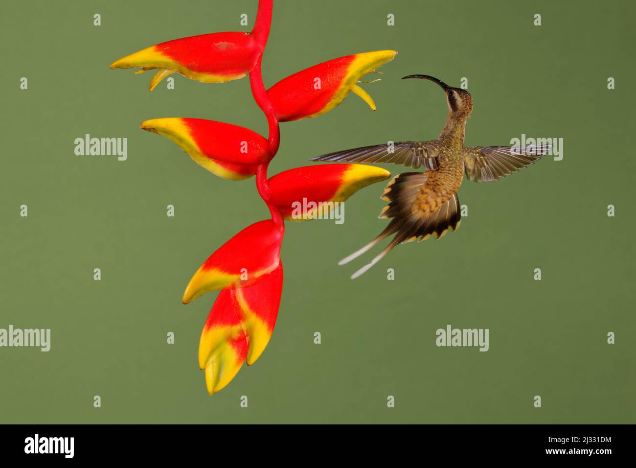 Long-tailed Hermit Hummingbird feeding on Heliconia flower Phaethornis ...
