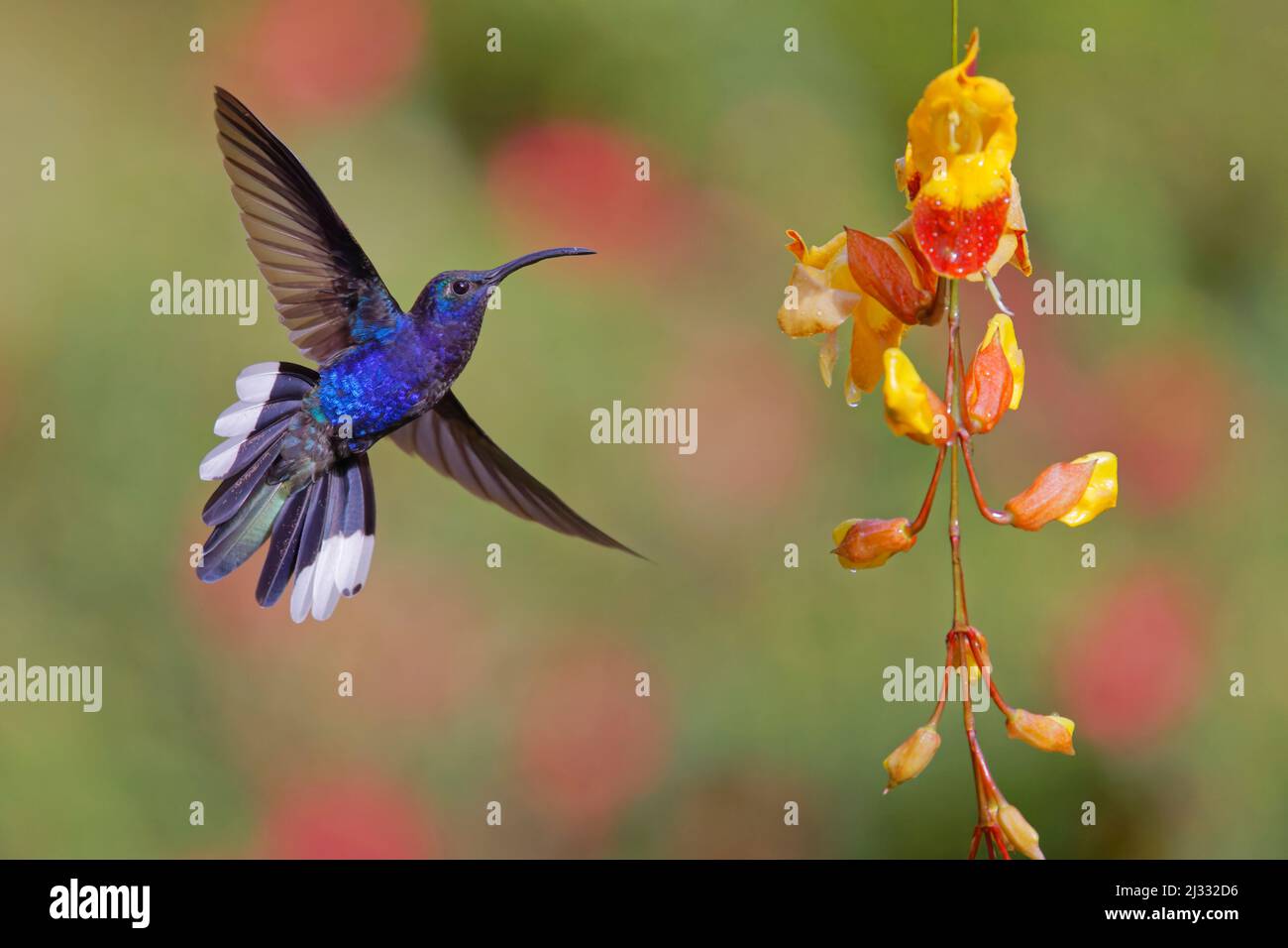Violet Sabrewing Hummingbird on yellow flower Campylopterus ...