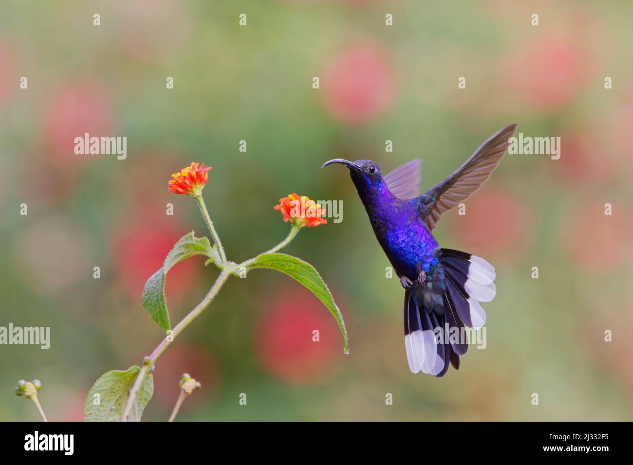 Violet Sabrewing Hummingbird on lantana flower Campylopterus ...