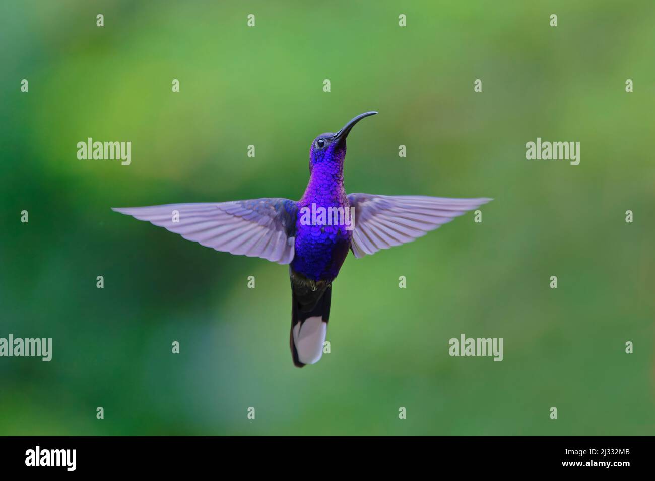 Violet Sabrewing Hummingbird in flight Campylopterus hemileucurus ...
