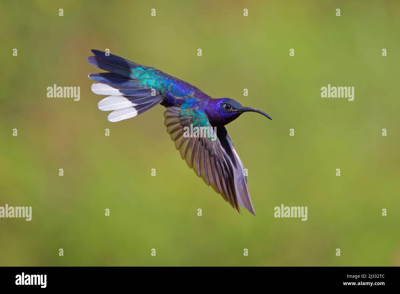 Violet Sabrewing Hummingbird in flight Campylopterus hemileucurus ...