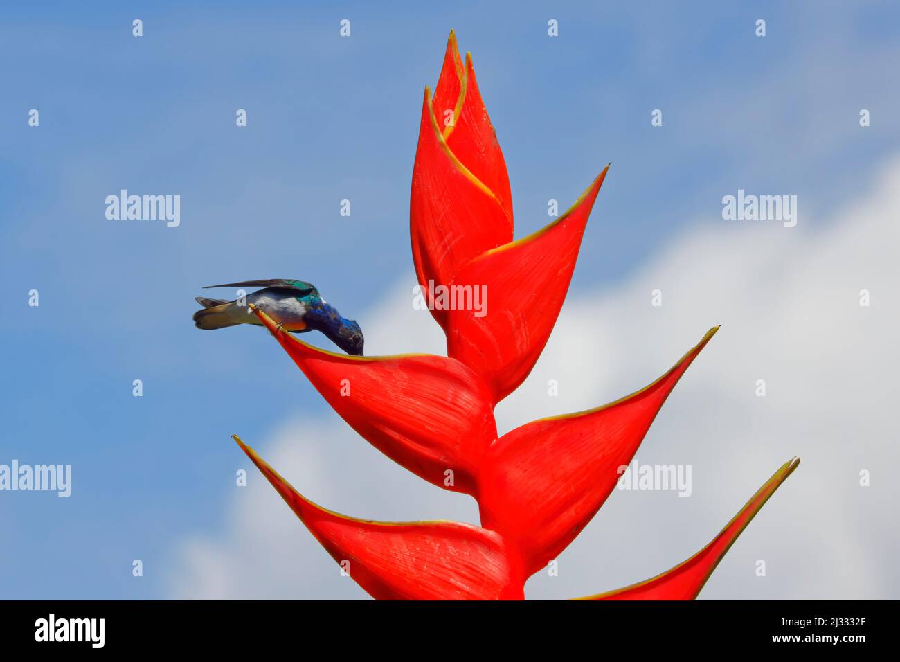 Heliconia hummingbird hi-res stock photography and images - Alamy