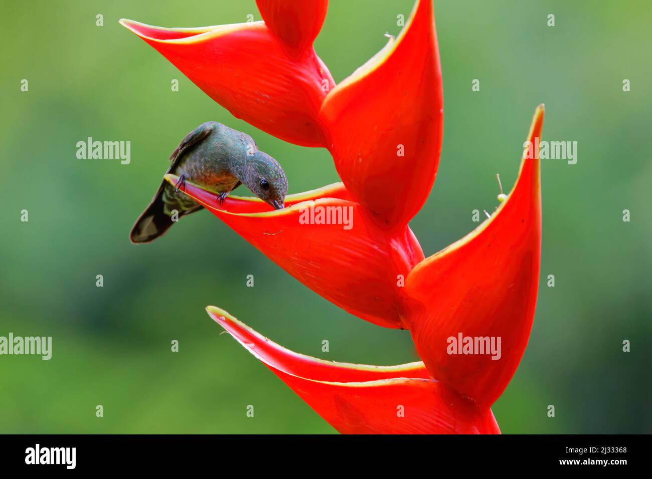 Heliconia hummingbird hi-res stock photography and images - Alamy
