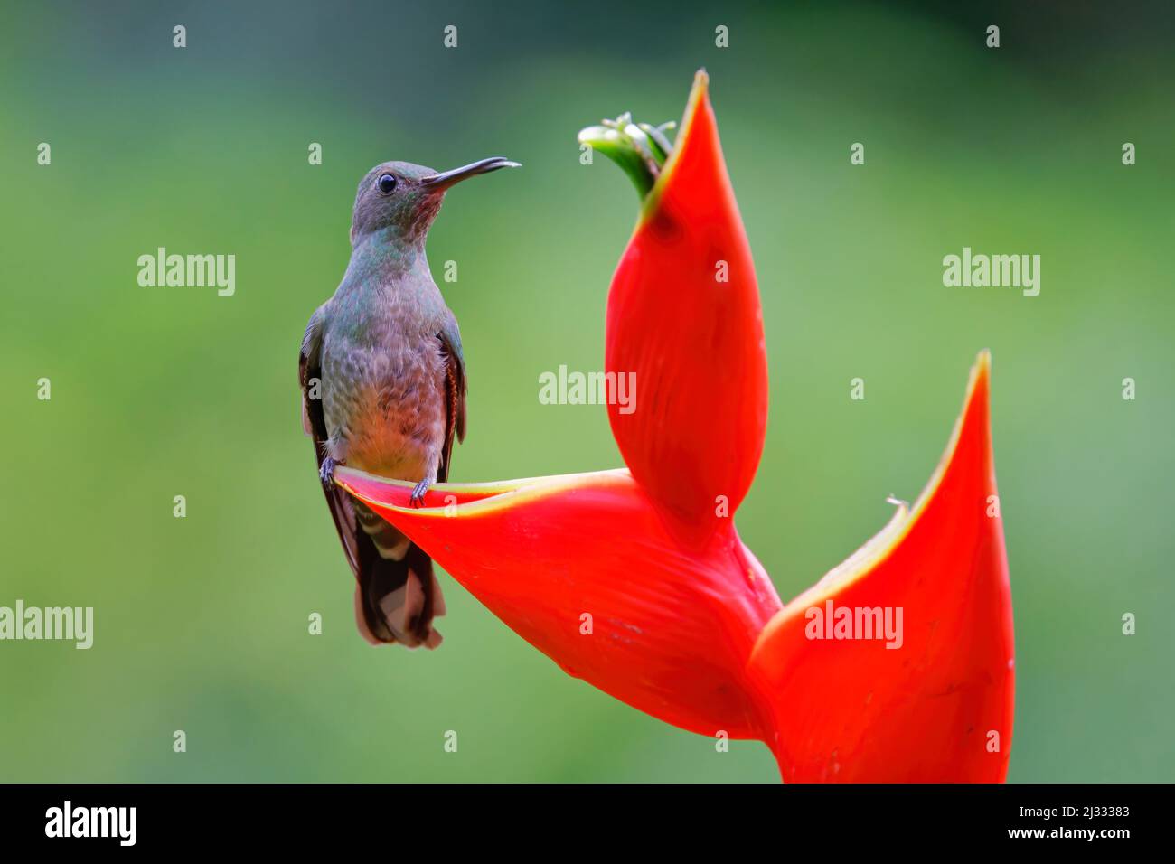 Heliconia hummingbird hi-res stock photography and images - Alamy