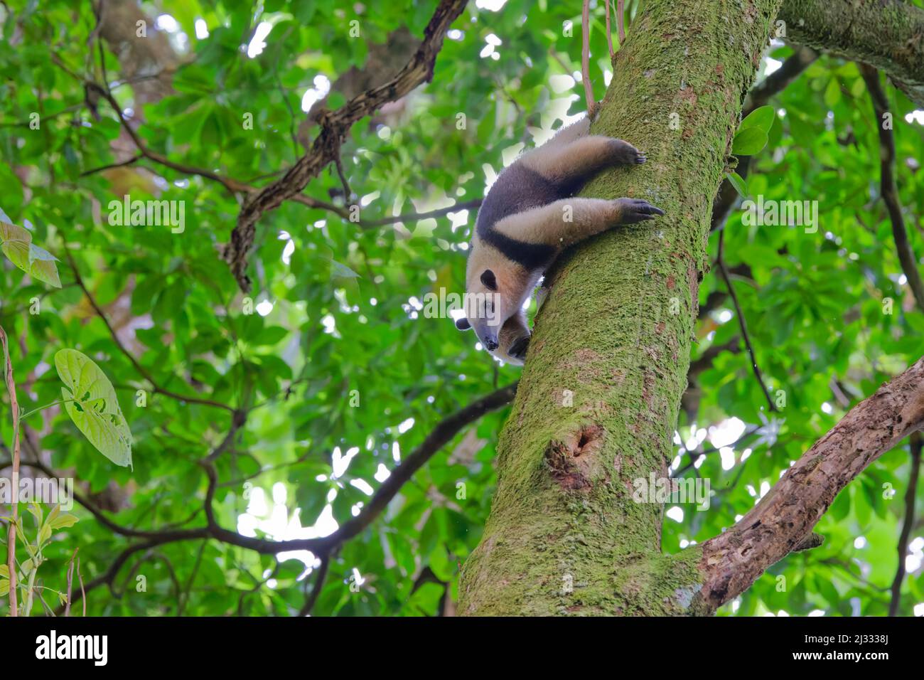 Lesser Anteater Tamandua tetradactyla La Fortuna, Costa Rica MA004069 ...