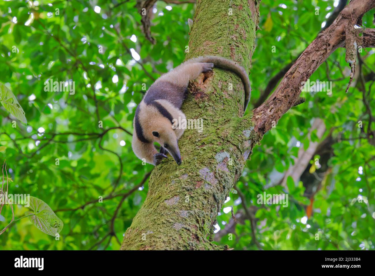 Lesser anteater costa rica hi-res stock photography and images - Alamy