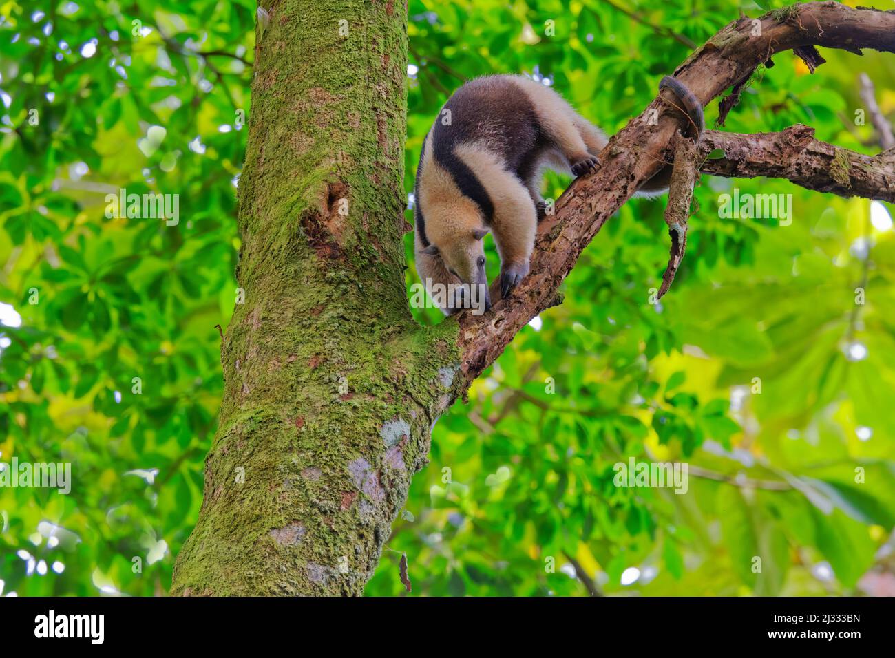 Lesser Anteater Tamandua tetradactyla La Fortuna, Costa Rica MA004082 ...