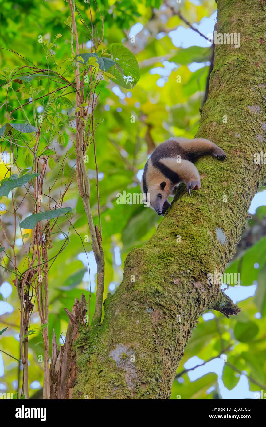 Lesser Anteater Tamandua tetradactyla La Fortuna, Costa Rica MA004085 ...