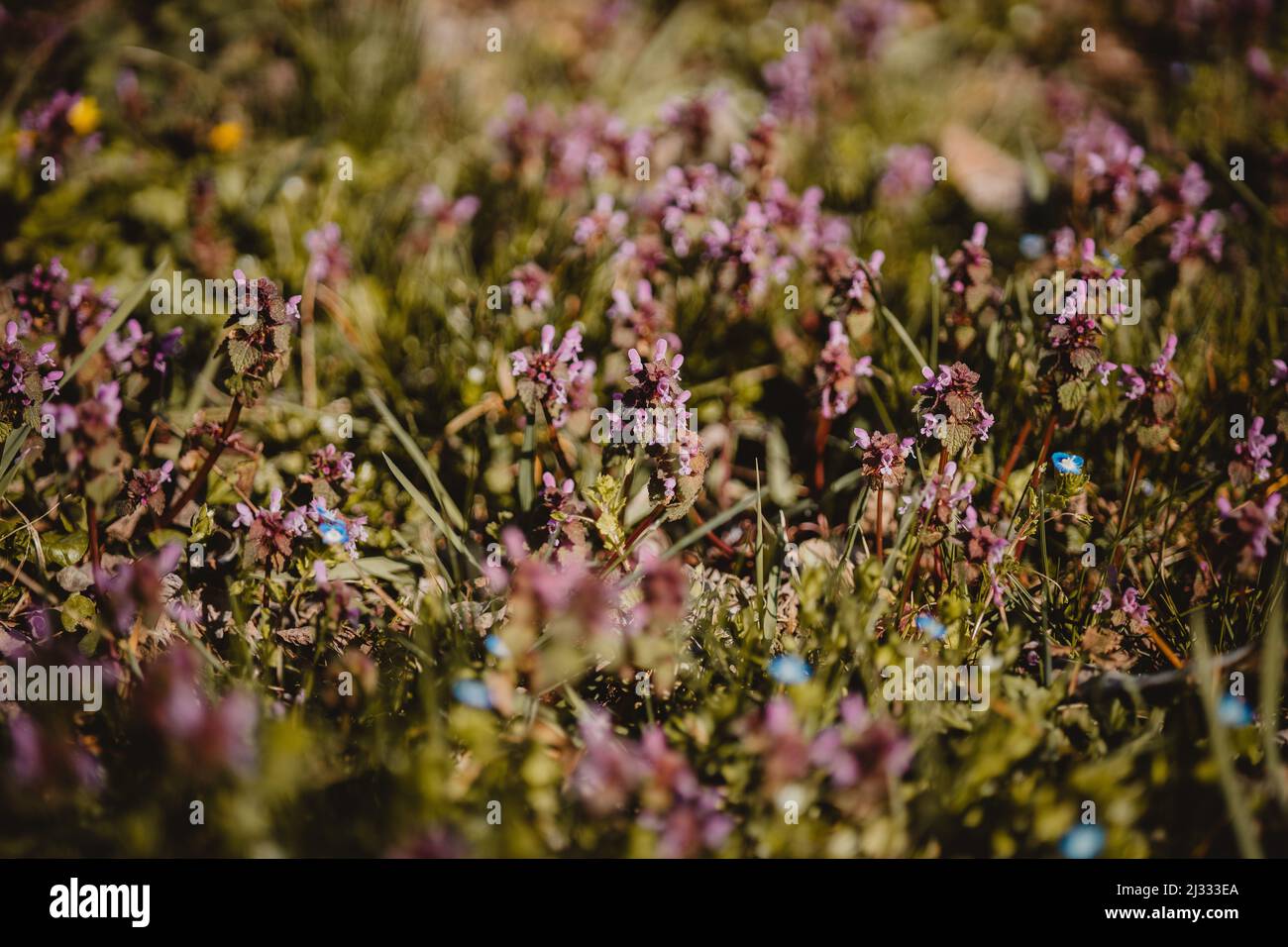 A wallpaper of Lamiaceae purple fields Stock Photo - Alamy