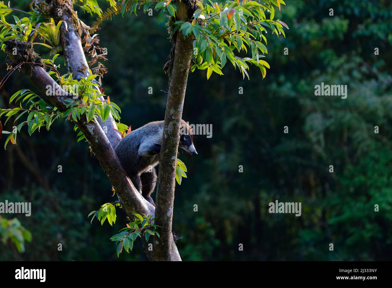 White Nosed Coatimundi Nasua nasua Alajuela, Costa Rica MA004107 Stock ...